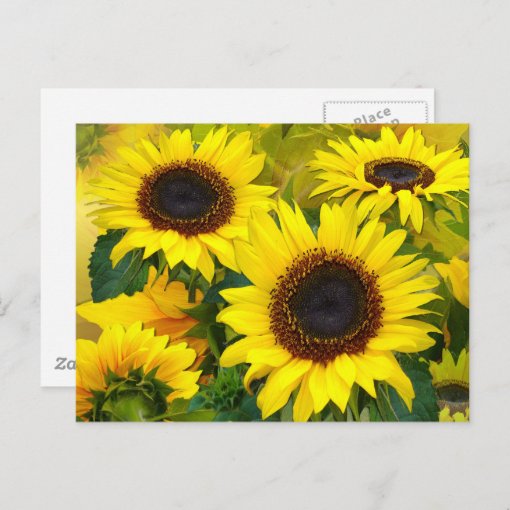 Sunny Sunflowers Postcard | Zazzle