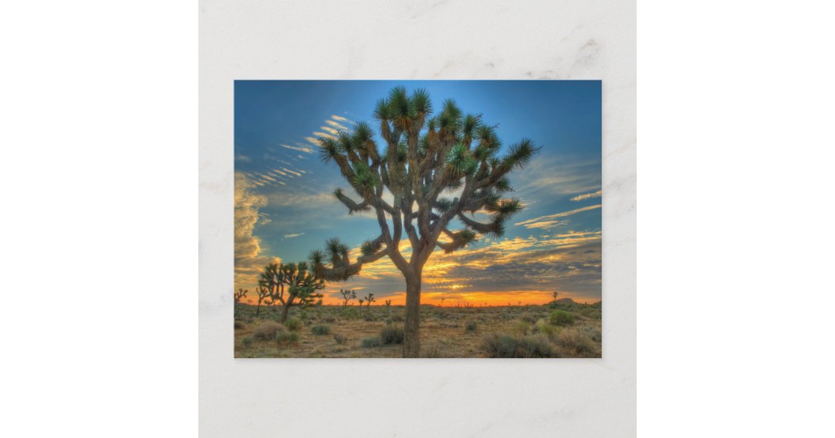 Sunrise At Joshua Tree National Park Postcard | Zazzle