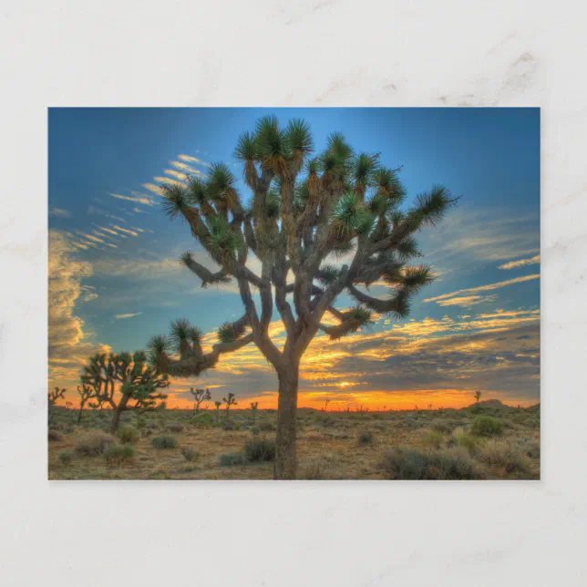 Sunrise At Joshua Tree National Park Postcard | Zazzle
