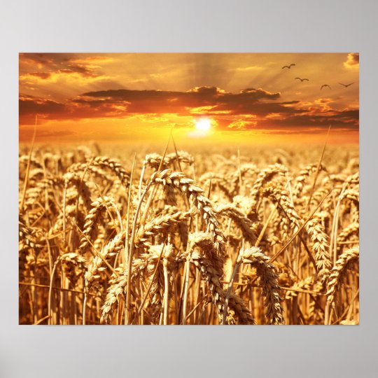 Sunset and Wheat Field Poster | Zazzle.com