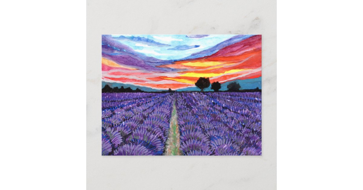 Sunset at Lavender Field Postcard | Zazzle