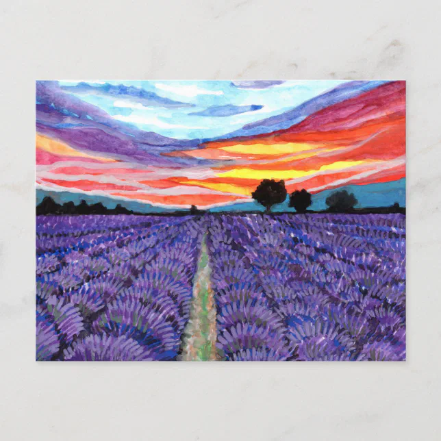 Sunset at Lavender Field Postcard | Zazzle