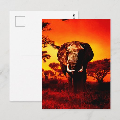 Sunset Elephant Postcard | Zazzle