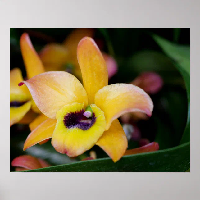 Sunset Orchid Poster | Zazzle