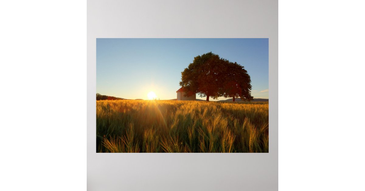 Sunset Over Wheat Field Poster | Zazzle