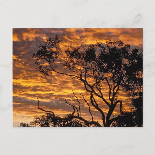 Sunset, Uluru-Kata Tjuta National Park, Postcard | Zazzle.com