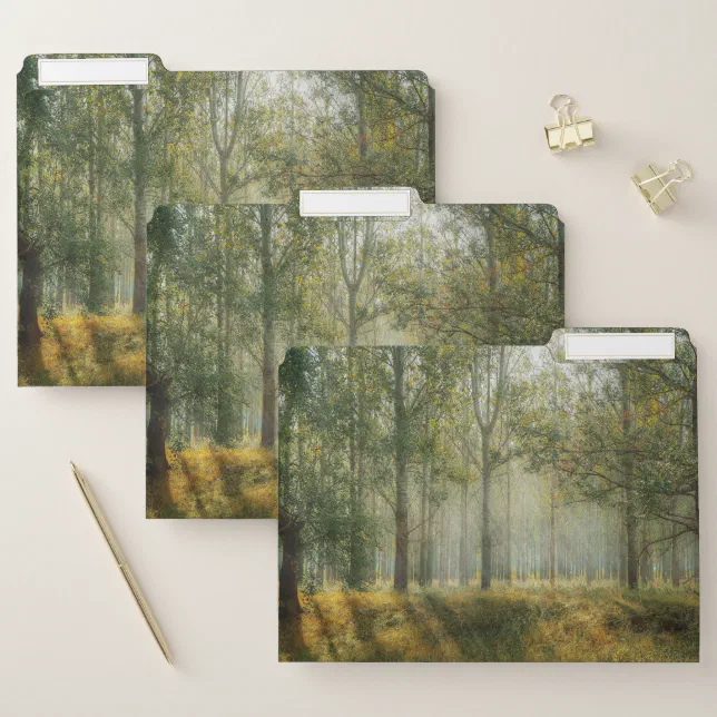 Sunshine in the Forest. File Folder | Zazzle
