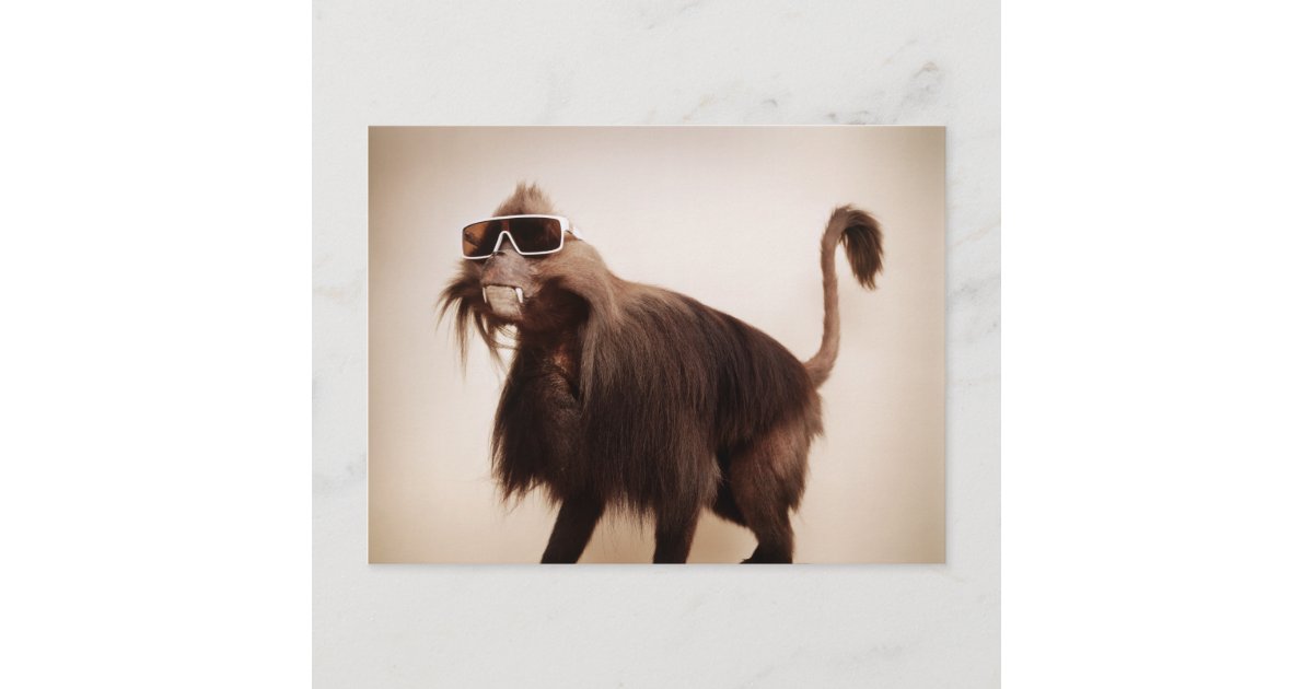 sunshine monkey postcard | Zazzle