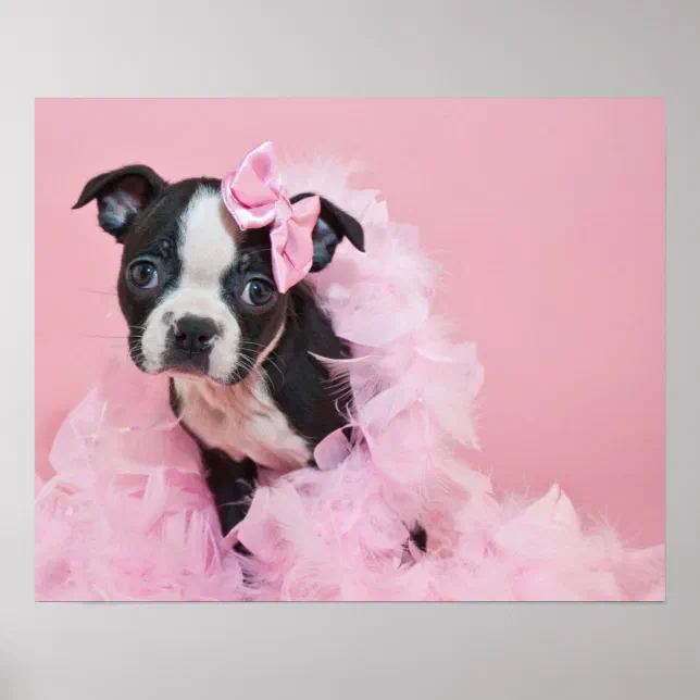 Super Cute Boston Terrier Puppy Wearing A Boa Poster | Zazzle