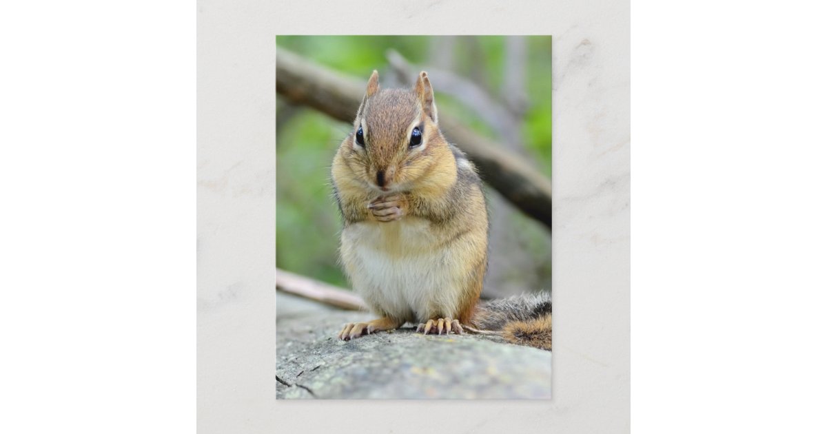 Super Cute Chipmunk Posing Sweetly Postcard | Zazzle
