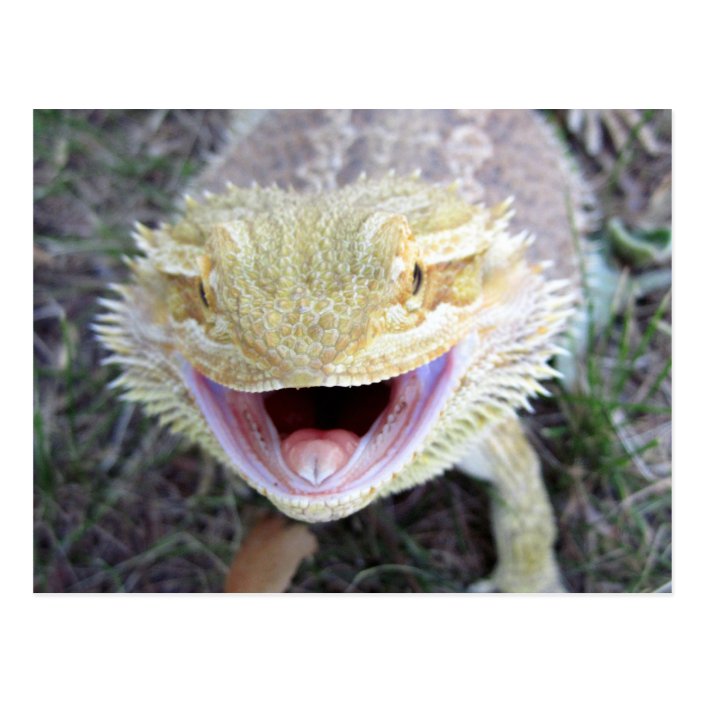 Super Happy Bearded Dragon Postcard | Zazzle.com