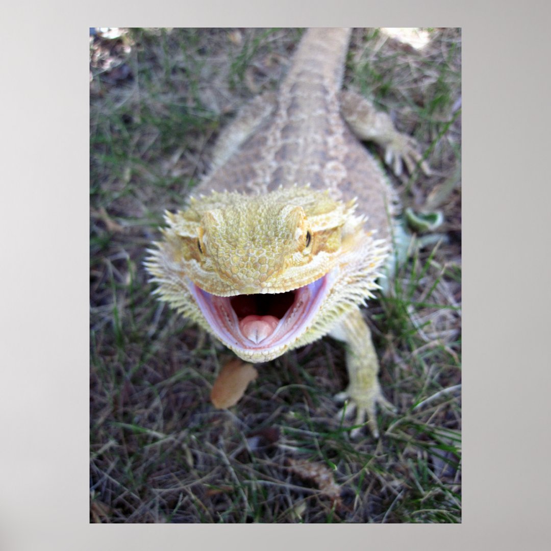 Super Happy Bearded Dragon Poster | Zazzle