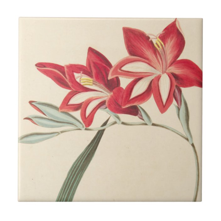 Superb Corn-Flag Tile | Zazzle.com