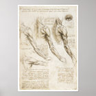 Muscles of the Back, Leonardo da Vinci Poster | Zazzle.com