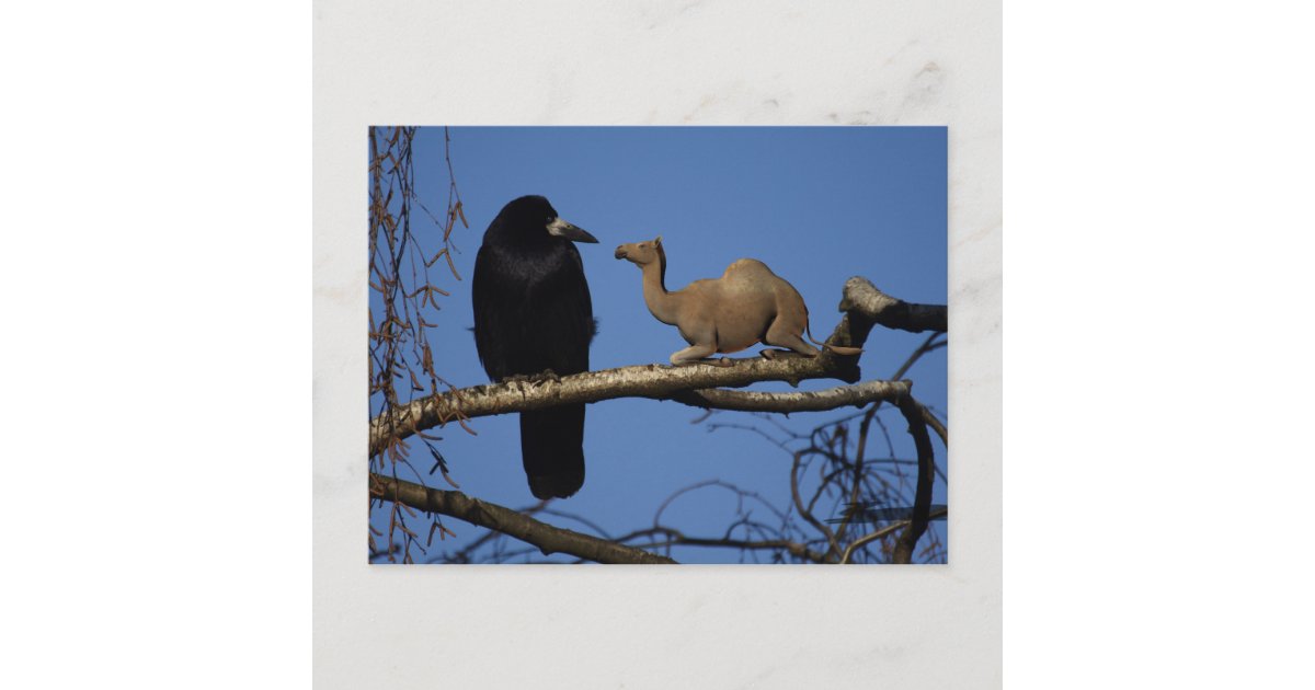 Surprised Crow Postcard | Zazzle