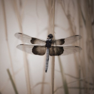 Susan E Adams Photography – Doing a little photography