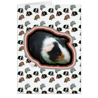 Guinea Pig Cards | Zazzle