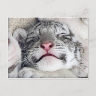 Tiger Gifts on Zazzle