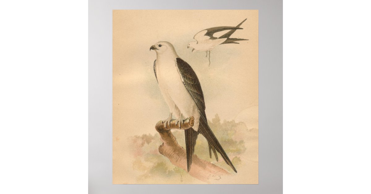 Swallow Tailed Kite Bird Vintage Art Print | Zazzle