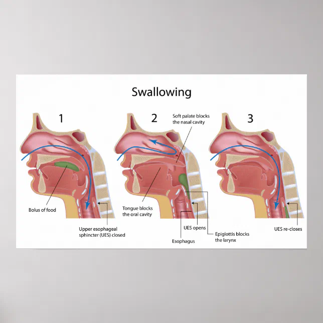 Swallowing process Poster | Zazzle