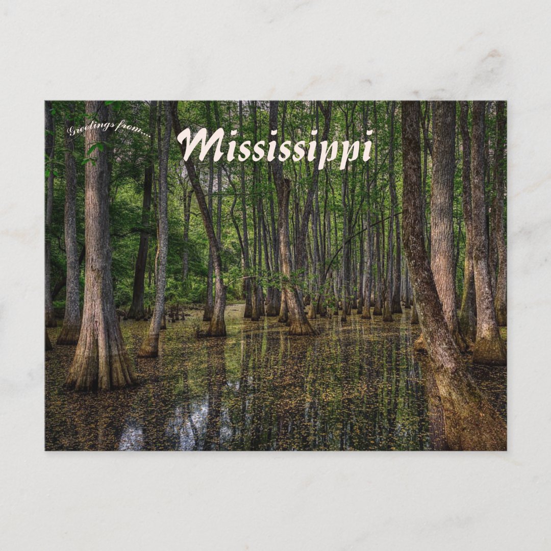Swamp Forest in Mississippi Postcard | Zazzle