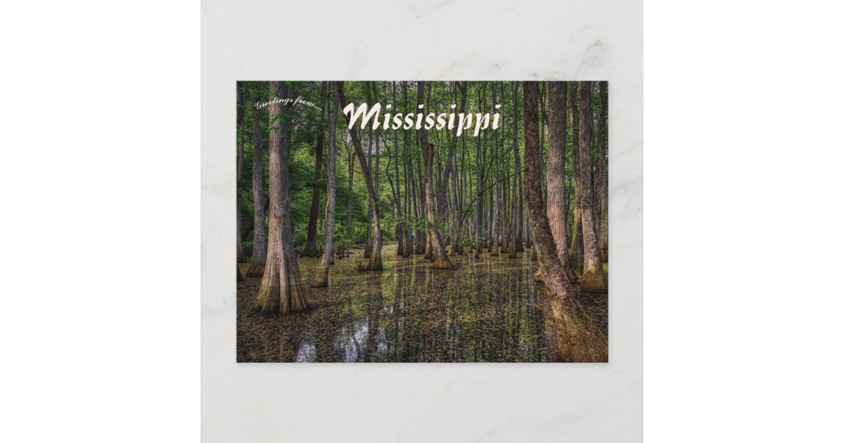 Swamp Forest in Mississippi Postcard | Zazzle