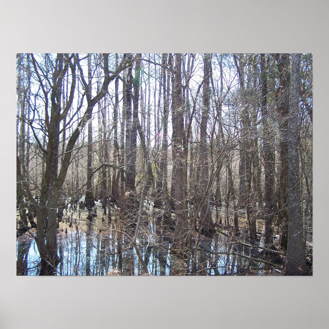 Swamp Poster | Zazzle