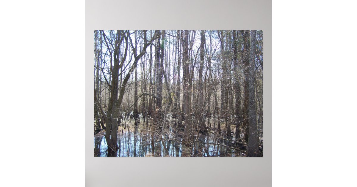 Swamp Poster | Zazzle