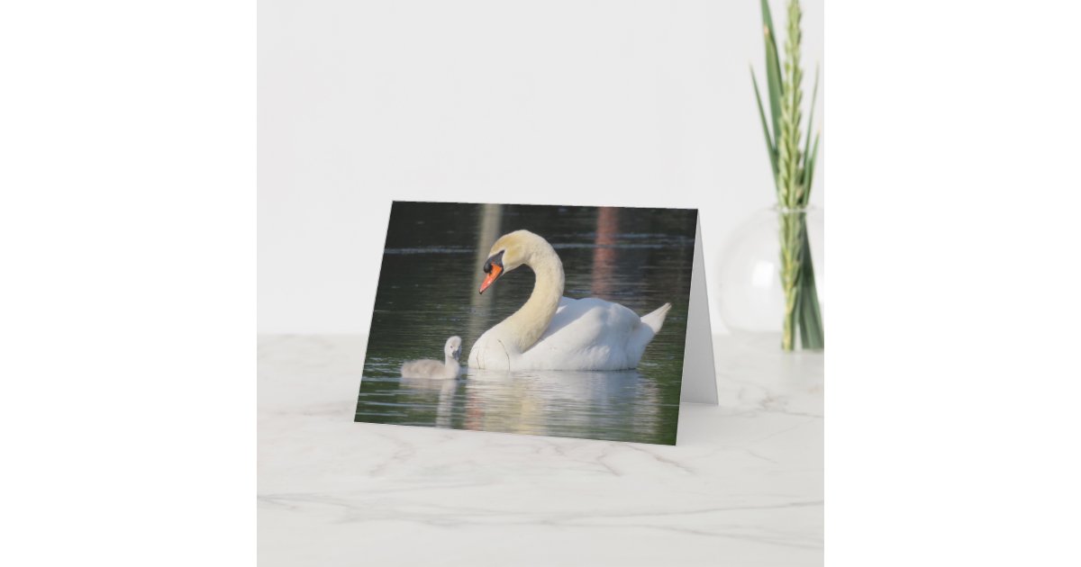 Swan and cygnet Greeting Card | Zazzle