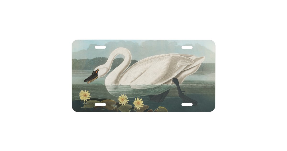 swan audubon bird white water swans license plate | Zazzle