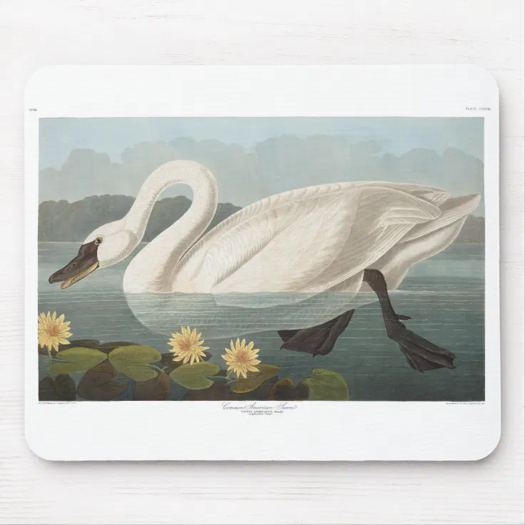 swan audubon bird white water swans mouse pad | Zazzle