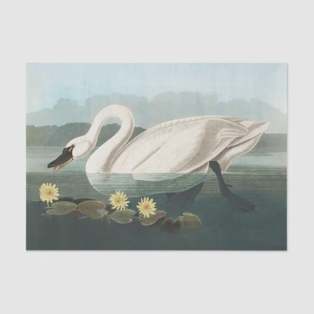 swan audubon bird white water swans tissue paper | Zazzle