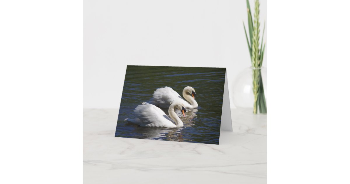 Swan Birthday Card | Zazzle