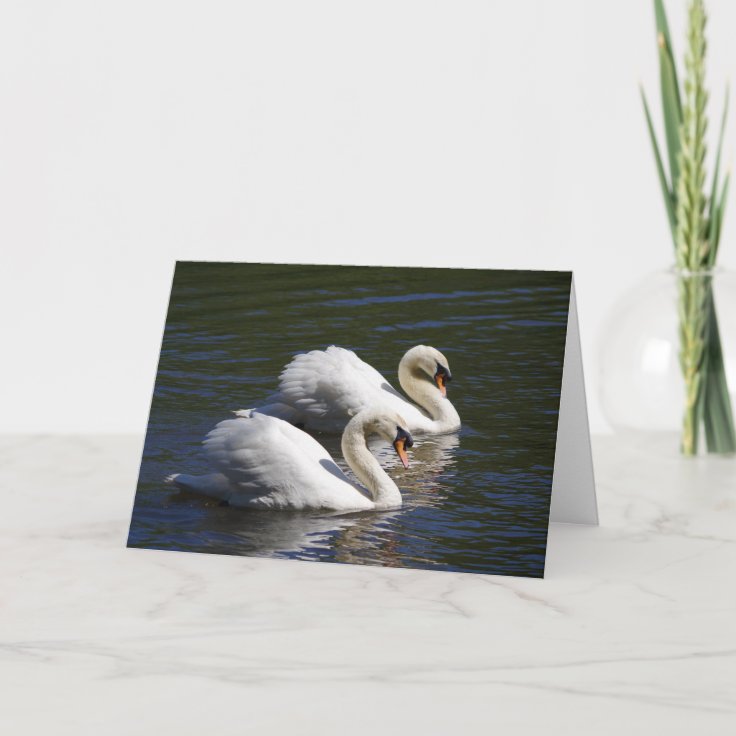 Swan Birthday Card | Zazzle