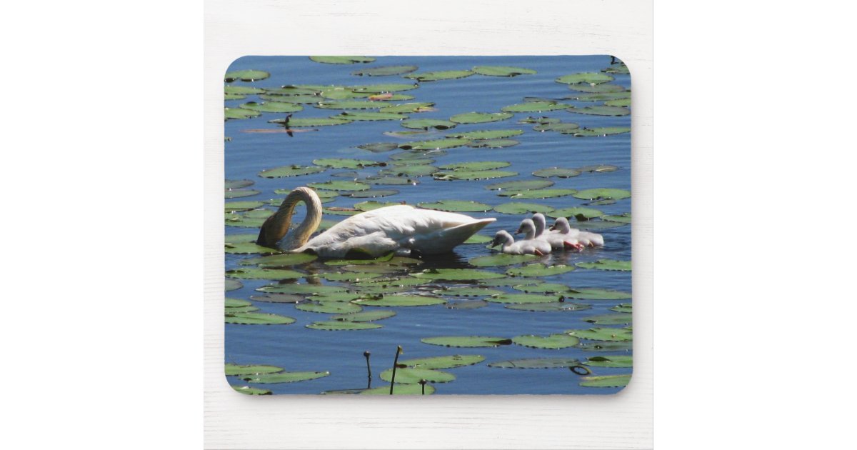 Swan & Cygnets Feeding Mouse Pad | Zazzle