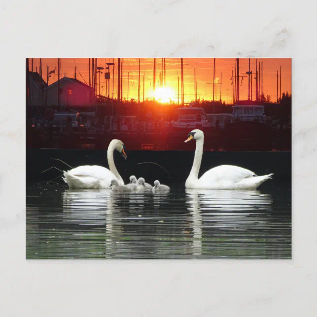 Swan Family in Harbour Cust. BG DIY Postcard | Zazzle