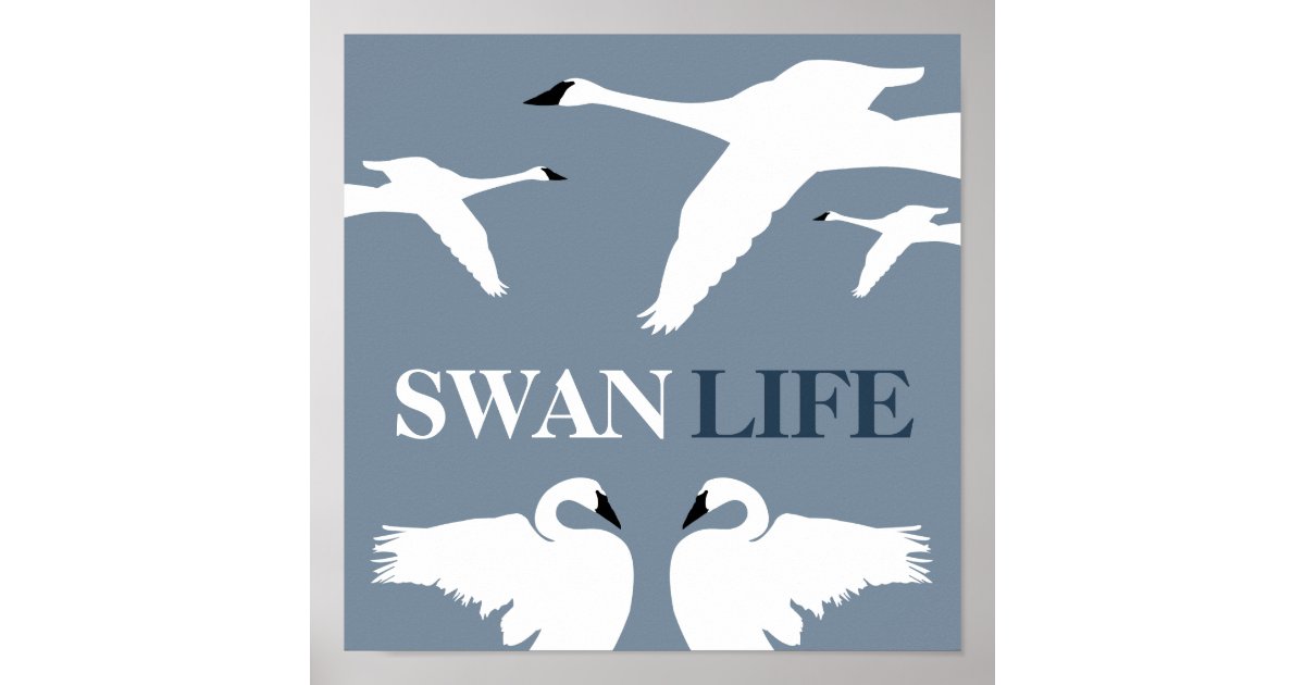 Swan Life, Elegant Swan Poster | Zazzle