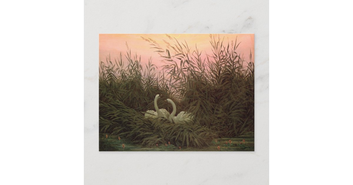 Swans in the Reeds, c.1820 Postcard | Zazzle