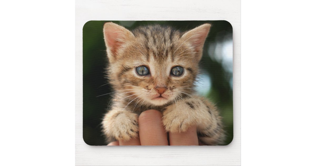 Sweet Baby Kitten Mouse Pad | Zazzle