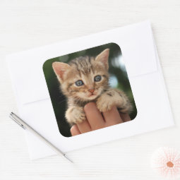 Sweet Baby Kitten Square Sticker | Zazzle
