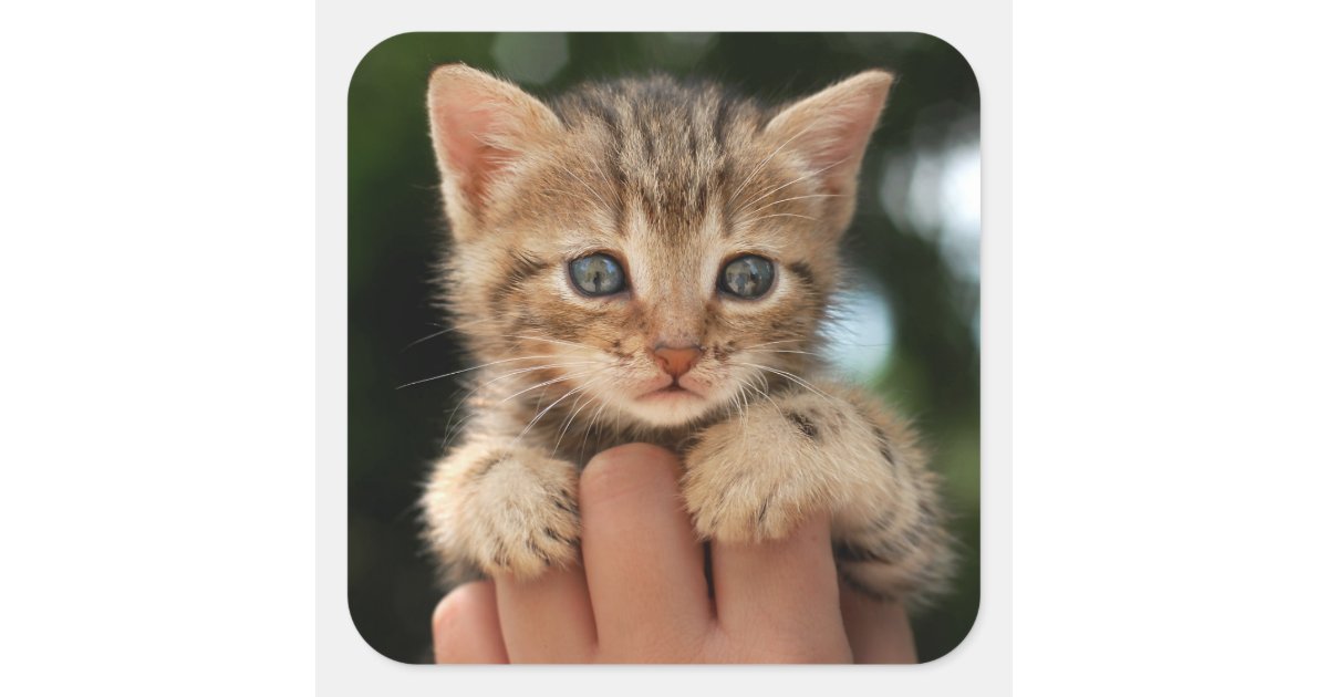 Sweet Baby Kitten Square Sticker | Zazzle
