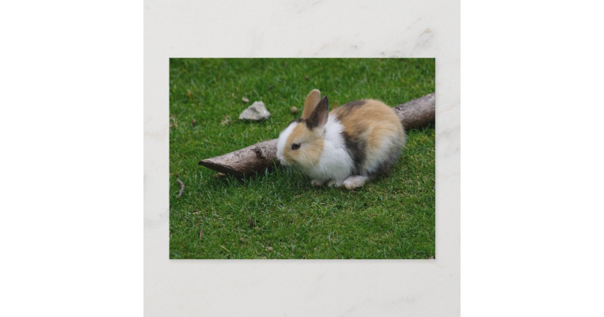 Sweet Baby Rabbit Postcard | Zazzle