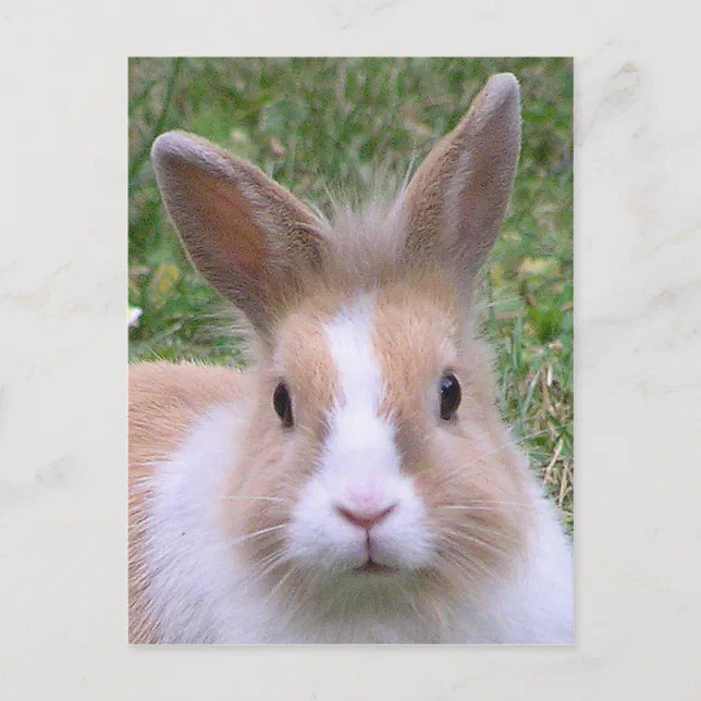 sweet bunny postcard | Zazzle