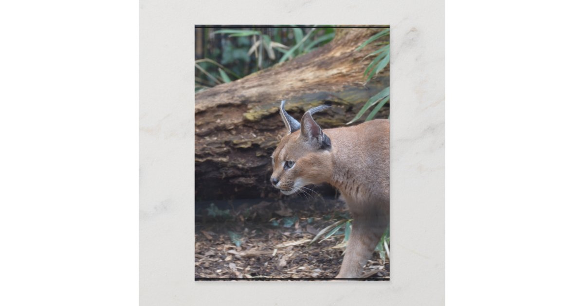 Sweet Caracal Postcard | Zazzle