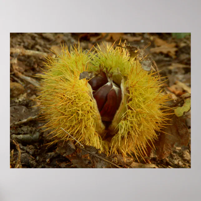 Sweet Chestnut Poster | Zazzle