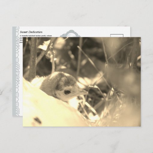 Sweet Dedication - Postcard | Zazzle