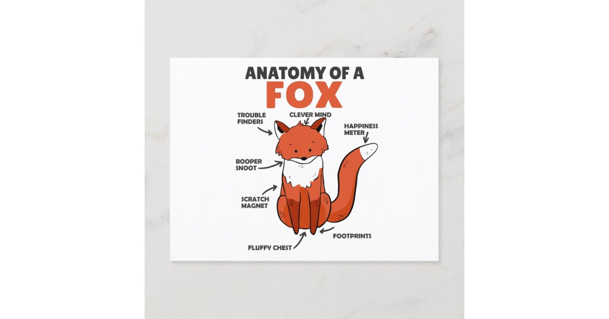 Sweet Fox Explanation Anatomy Of Fox Postcard | Zazzle
