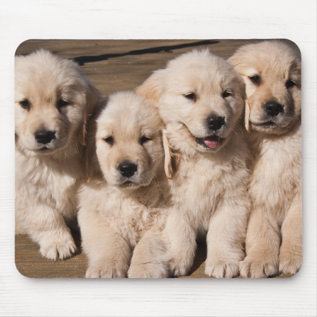 Sweet Golden Retriever Puppies Mouse Pad | Zazzle