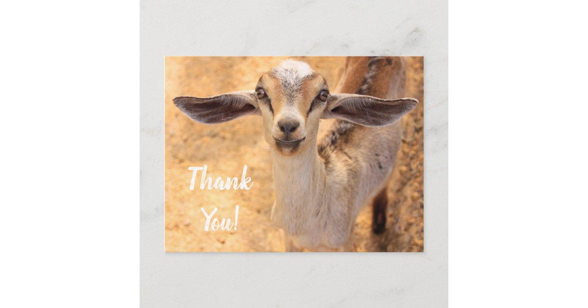 Sweet Little Goat Thank You Postcard | Zazzle