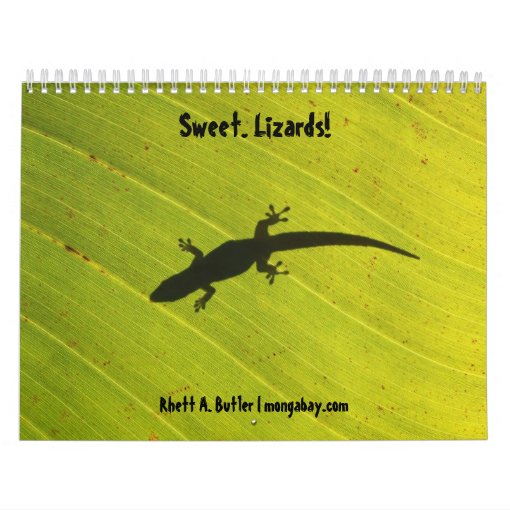 Sweet lizards calendar | Zazzle